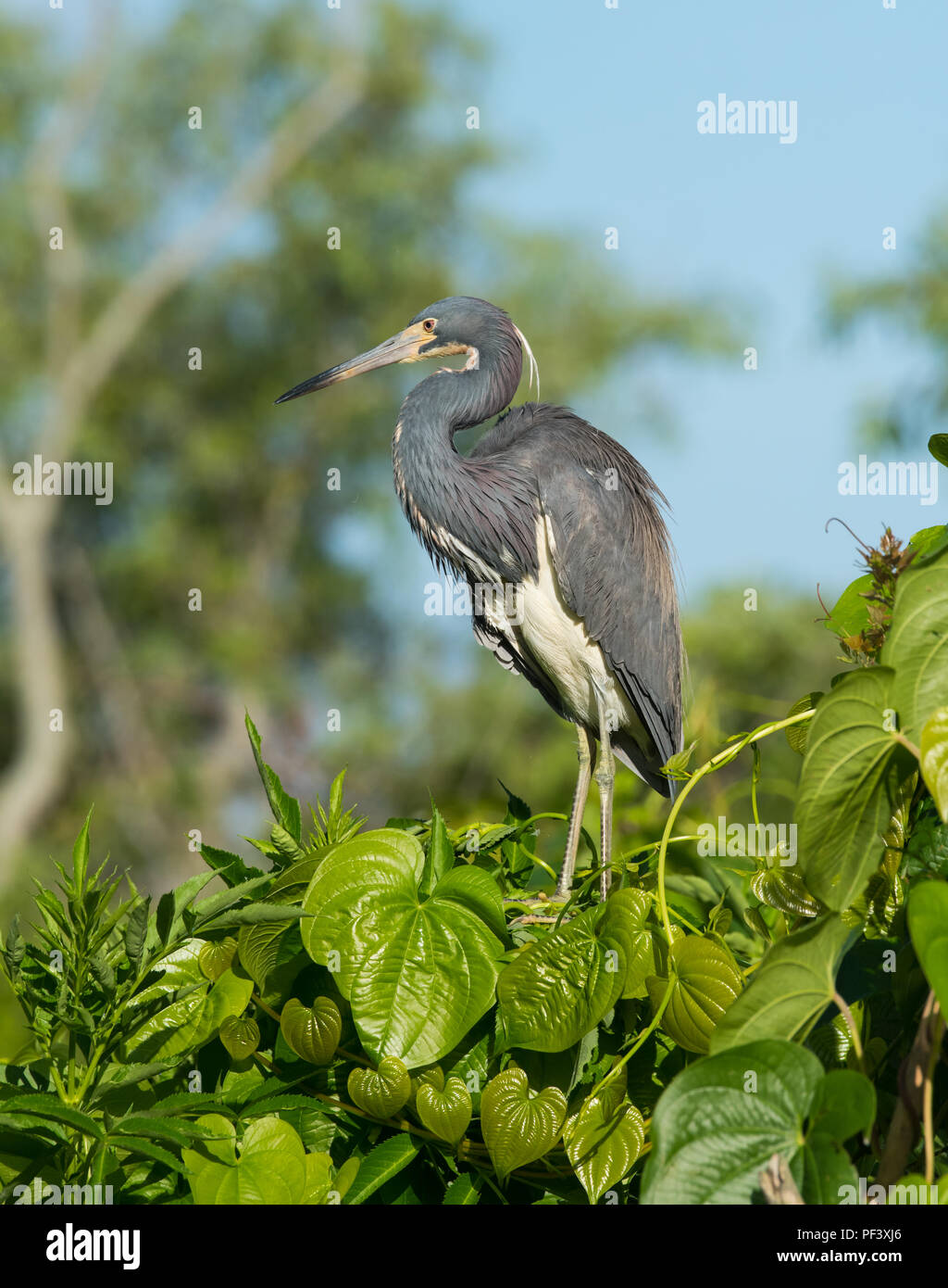 Tri color bird hi-res stock photography and images - Alamy