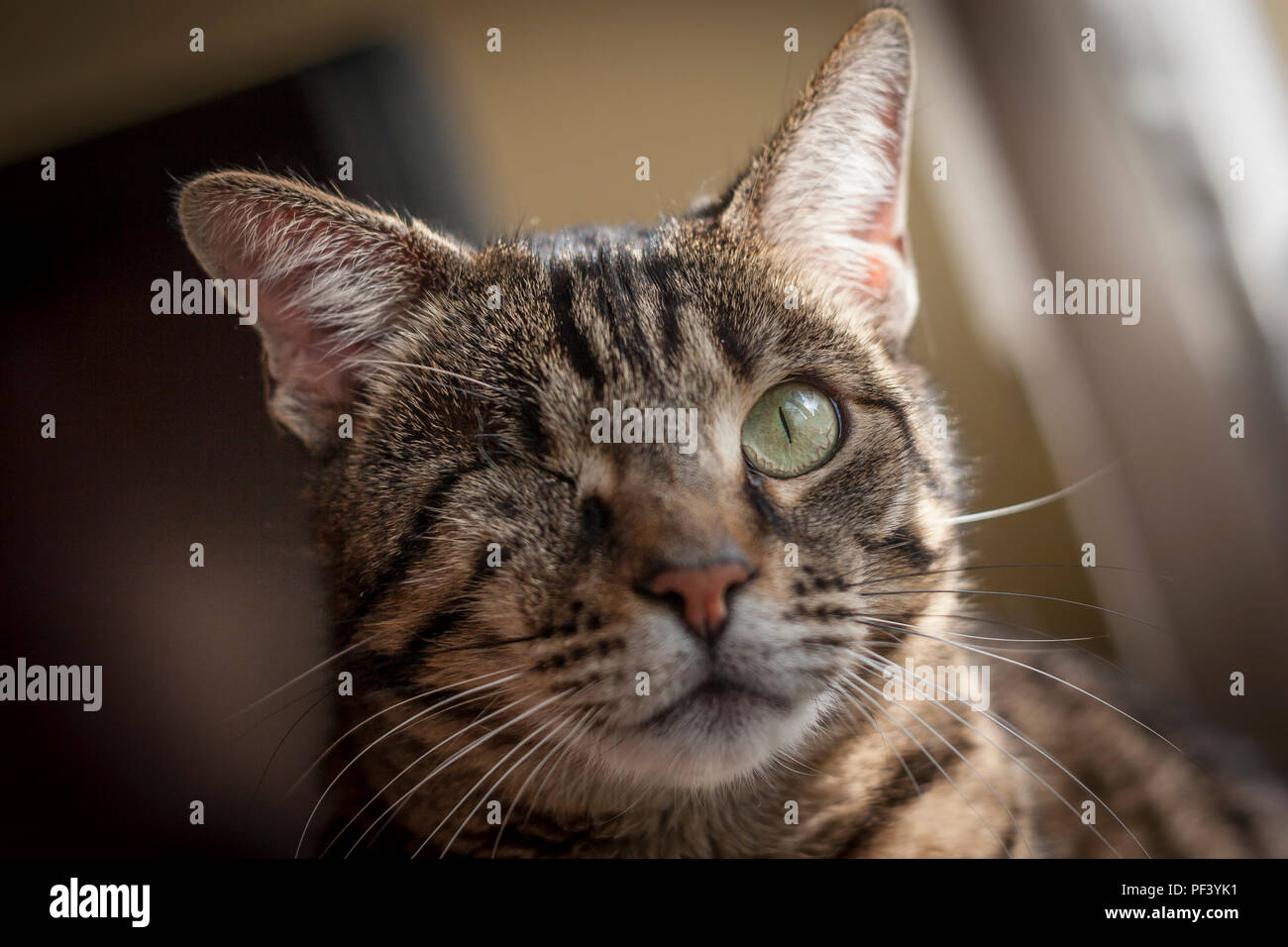 One eyed cat Stock Photo - Alamy