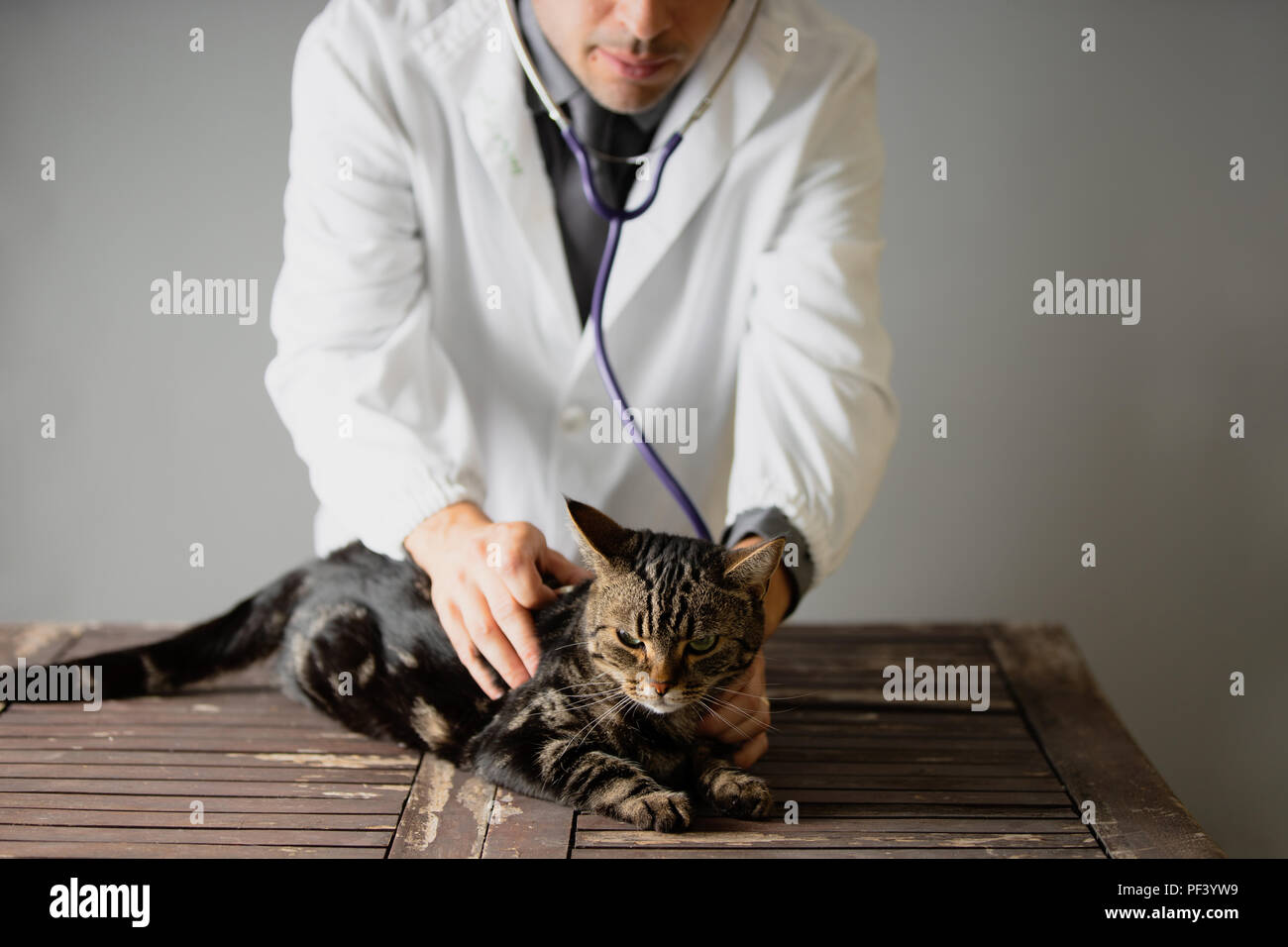 A veterinary doctor using a stethoscope on a tabby cat to check its ...