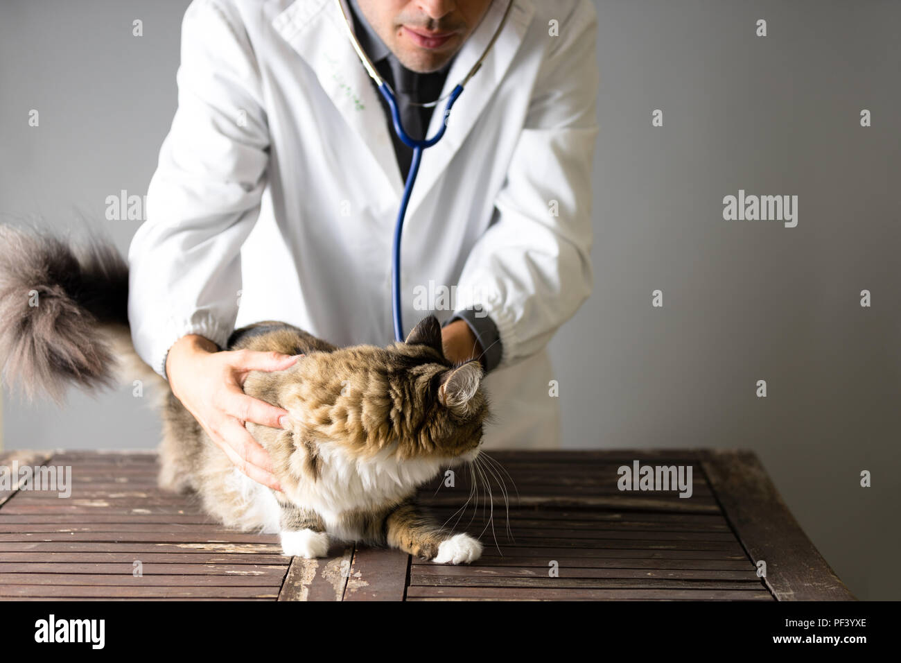 A veterinary doctor using a stethoscope on a tabby cat to check its ...