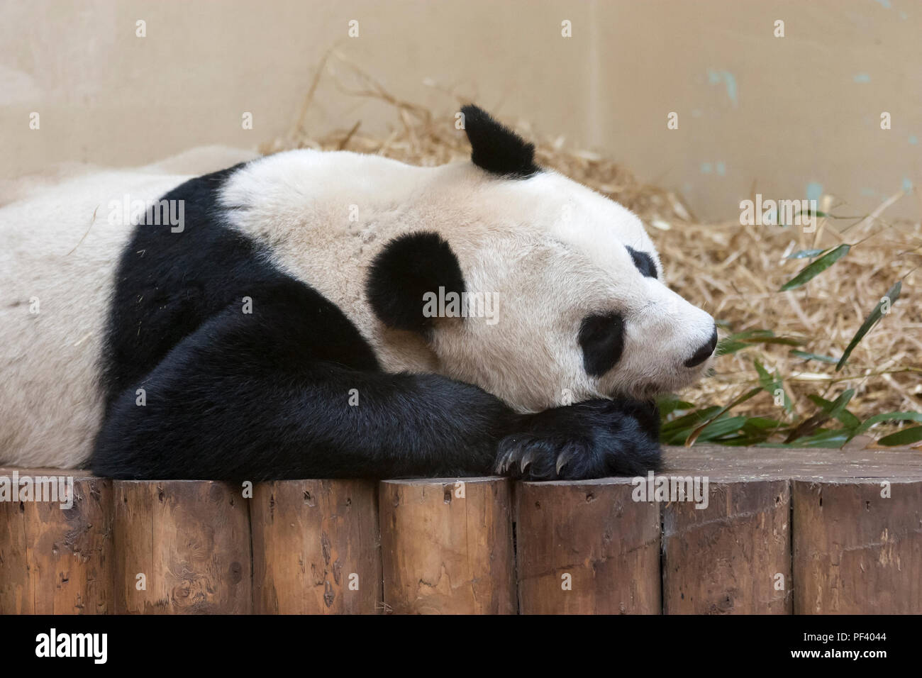 Giant Panda at Edinburgh Zoo Stock Photo - Alamy