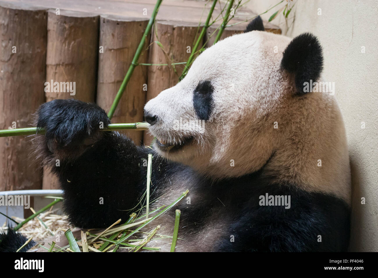 Giant Panda at Edinburgh Zoo Stock Photo - Alamy