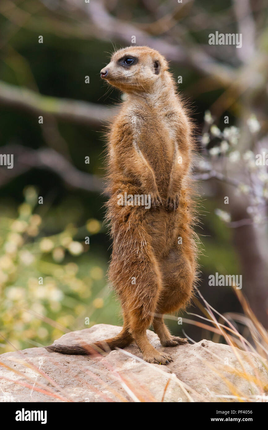 Meerkat on sentry duty hi-res stock photography and images - Alamy