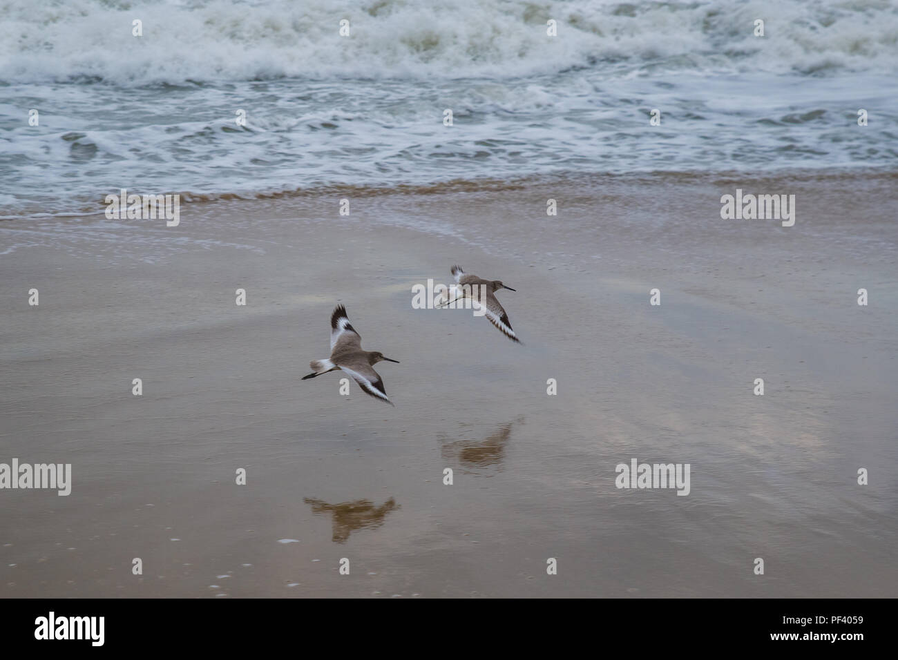 Sandpiper birds fly along the seashore in the outer banks of North ...