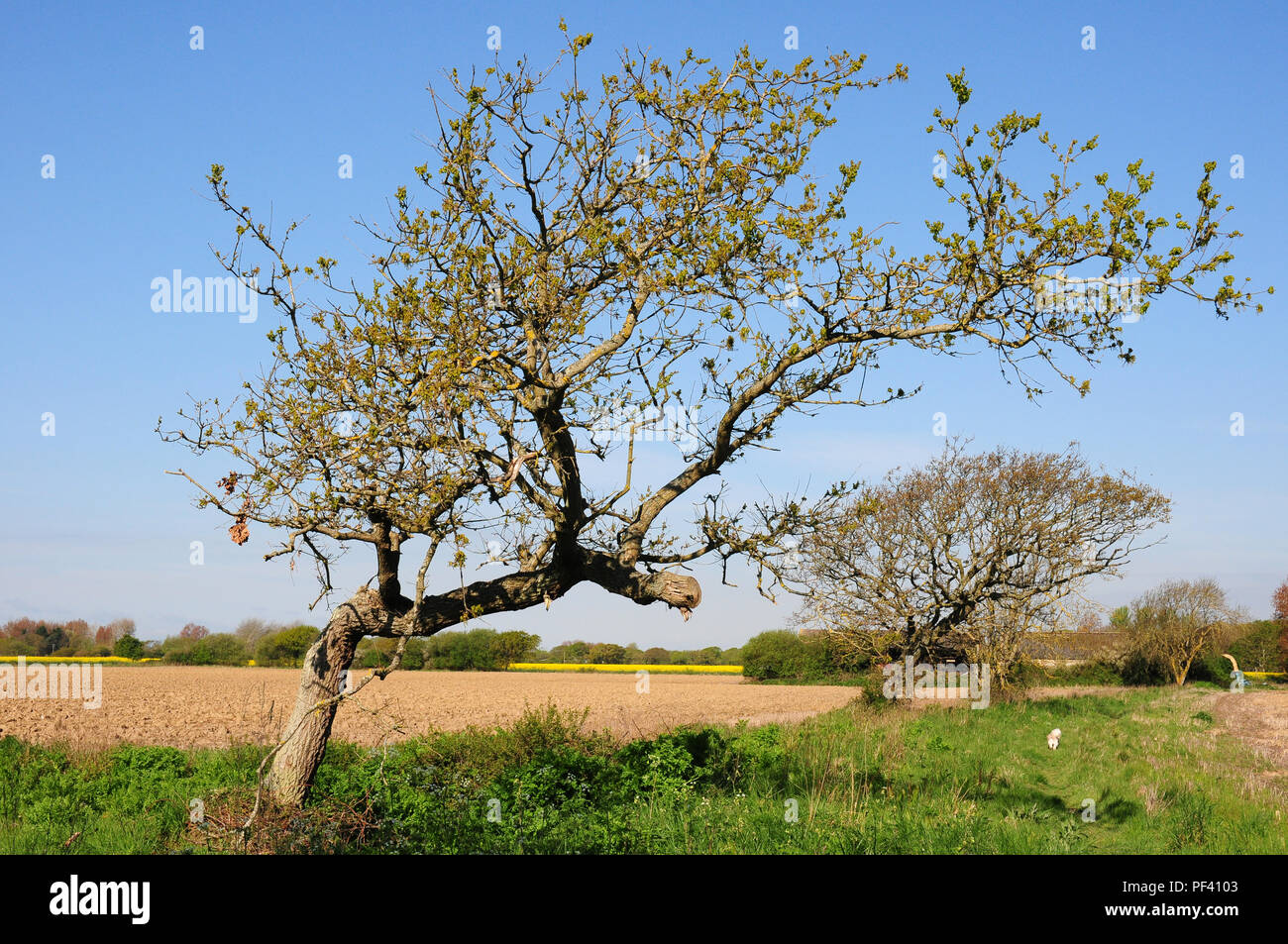 Windblown oak tree, Quercus robur, flowering. Coastal Plain, West ...