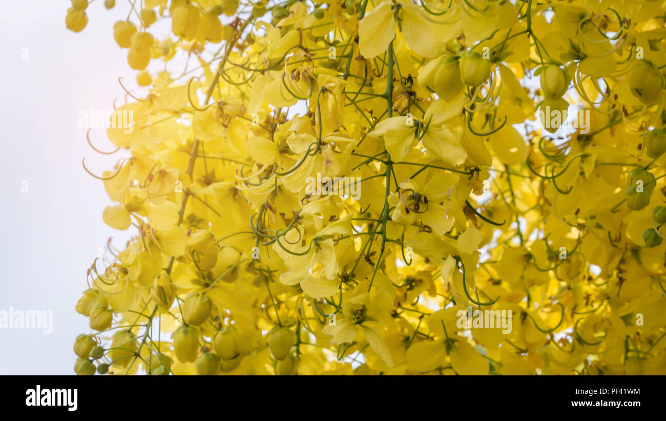 close up of Golden Shower Tree (Cassia fistula Stock Photo - Alamy