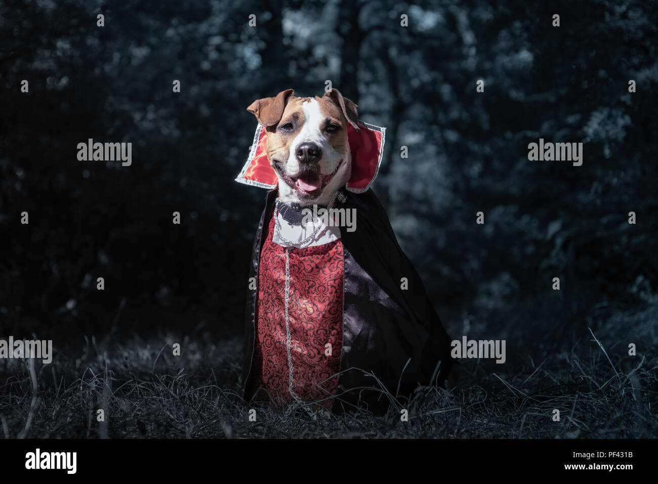 Scary dog in the night hi-res stock photography and images - Alamy