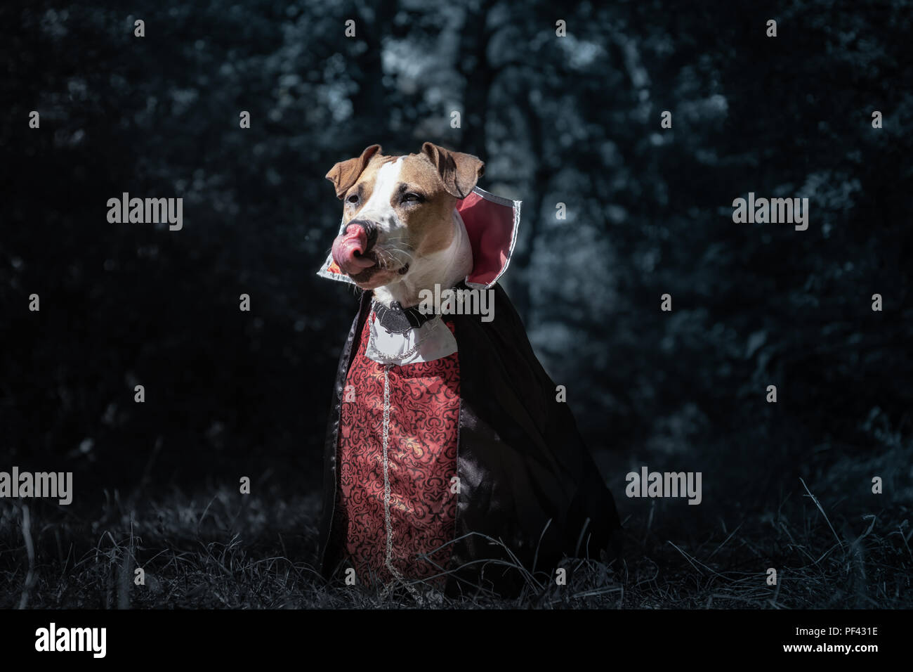 Vampire dog hi-res stock photography and images - Alamy