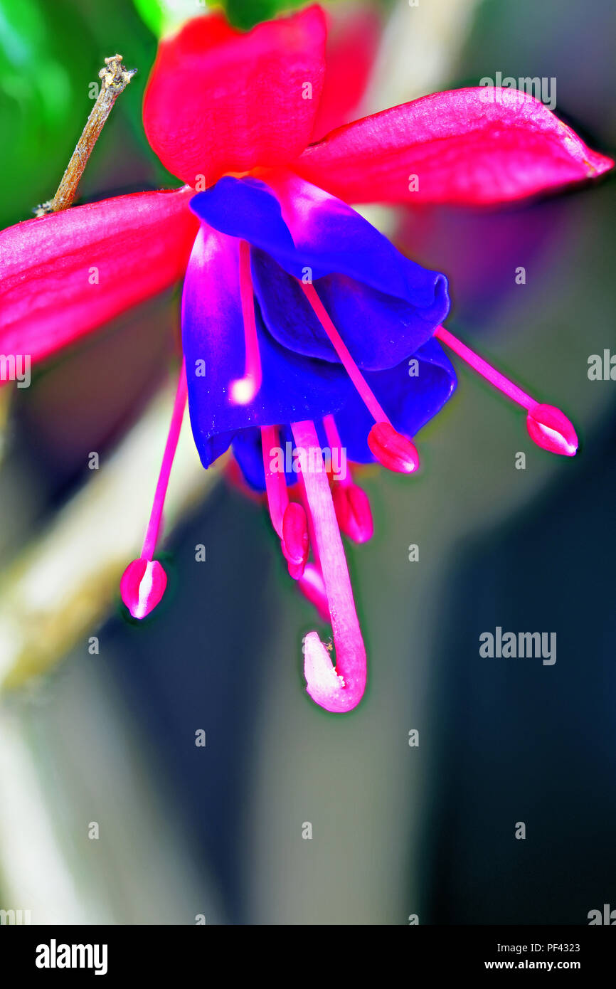 Blue and fuchsia hi-res stock photography and images - Alamy