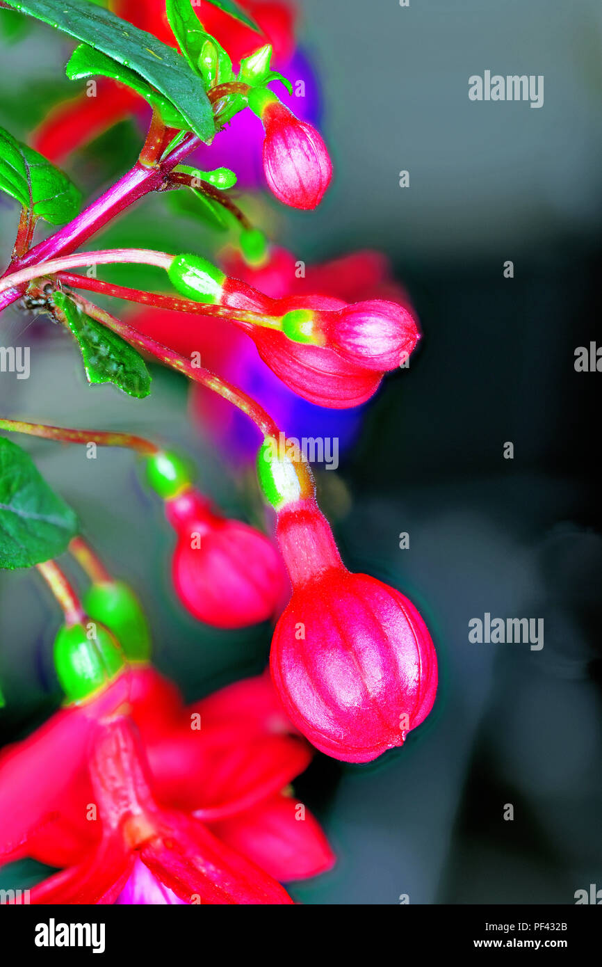 Hanging drooping unopened Fuchsia buds red and blue and magenta Stock ...