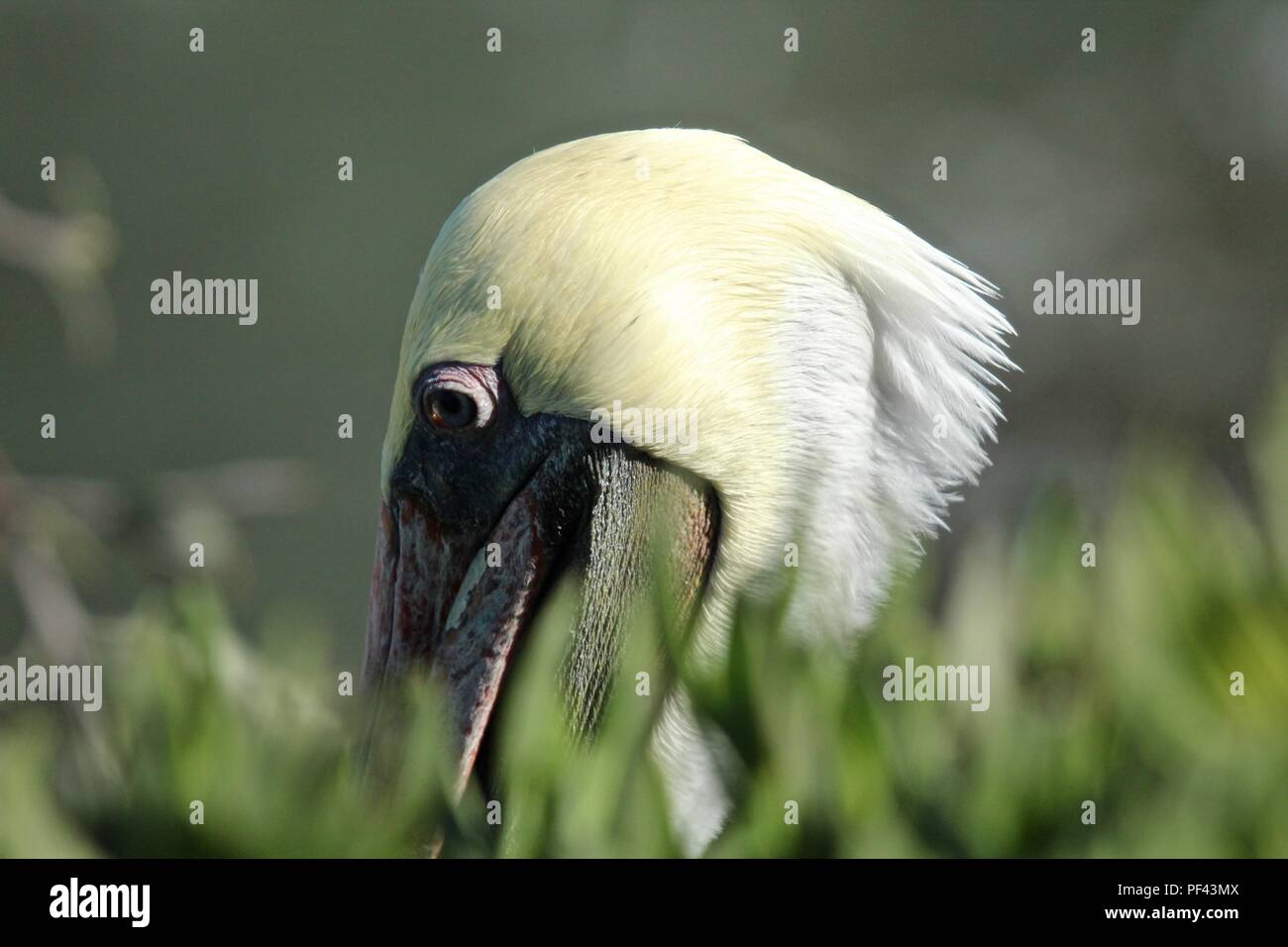 Bird profile head hi-res stock photography and images - Alamy