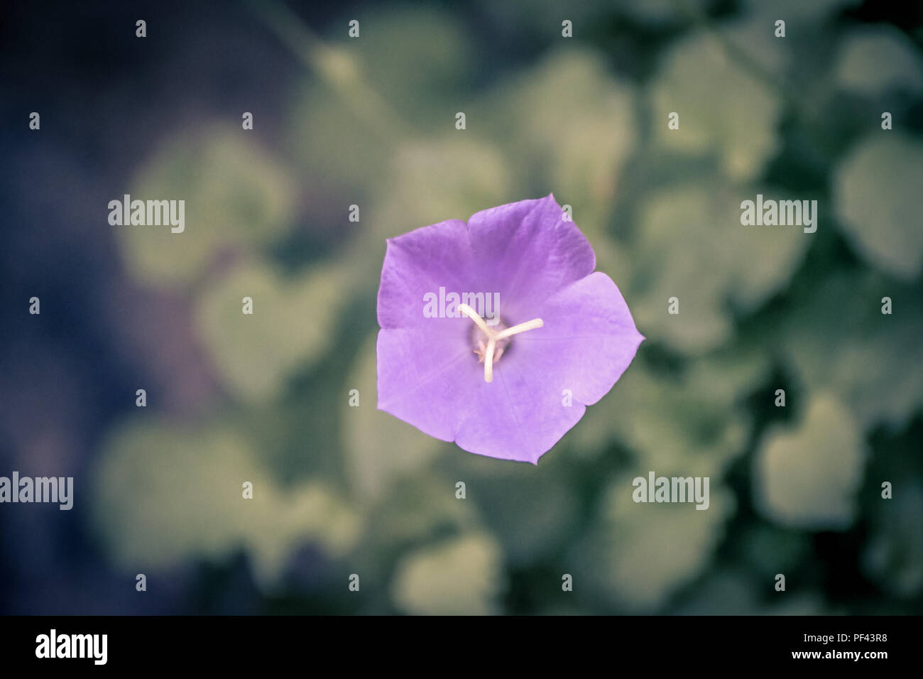 One lonely flower hi-res stock photography and images - Alamy