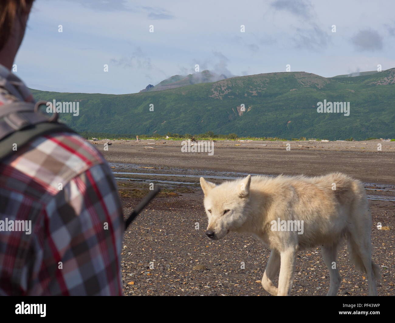 Alaska grey wolf hi-res stock photography and images - Alamy