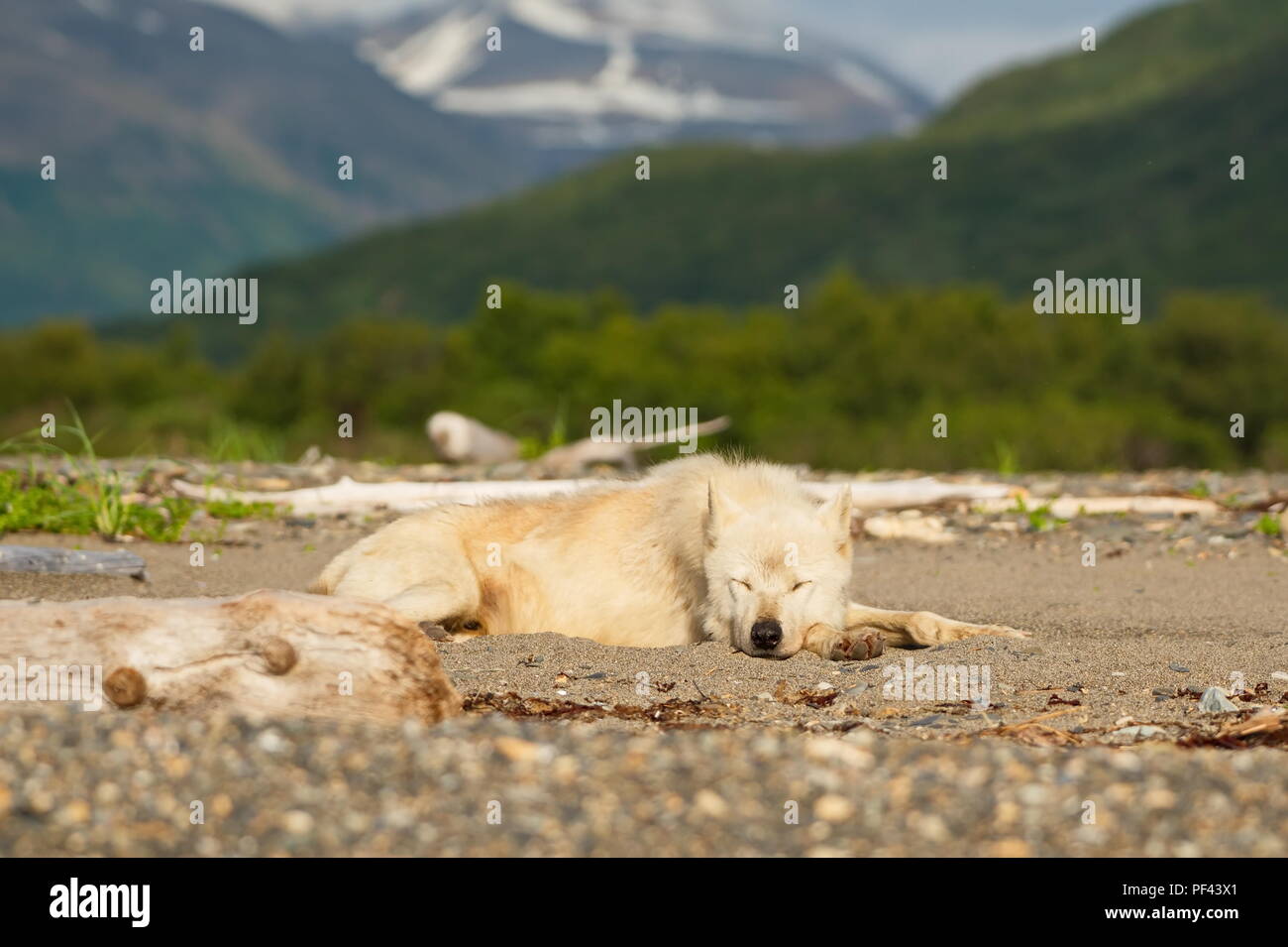 Sleeping wolf hi-res stock photography and images - Alamy