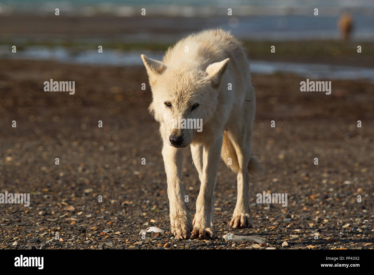 Light colored (almost white) Gray Wolf in Katmai National Park, Alaska ...