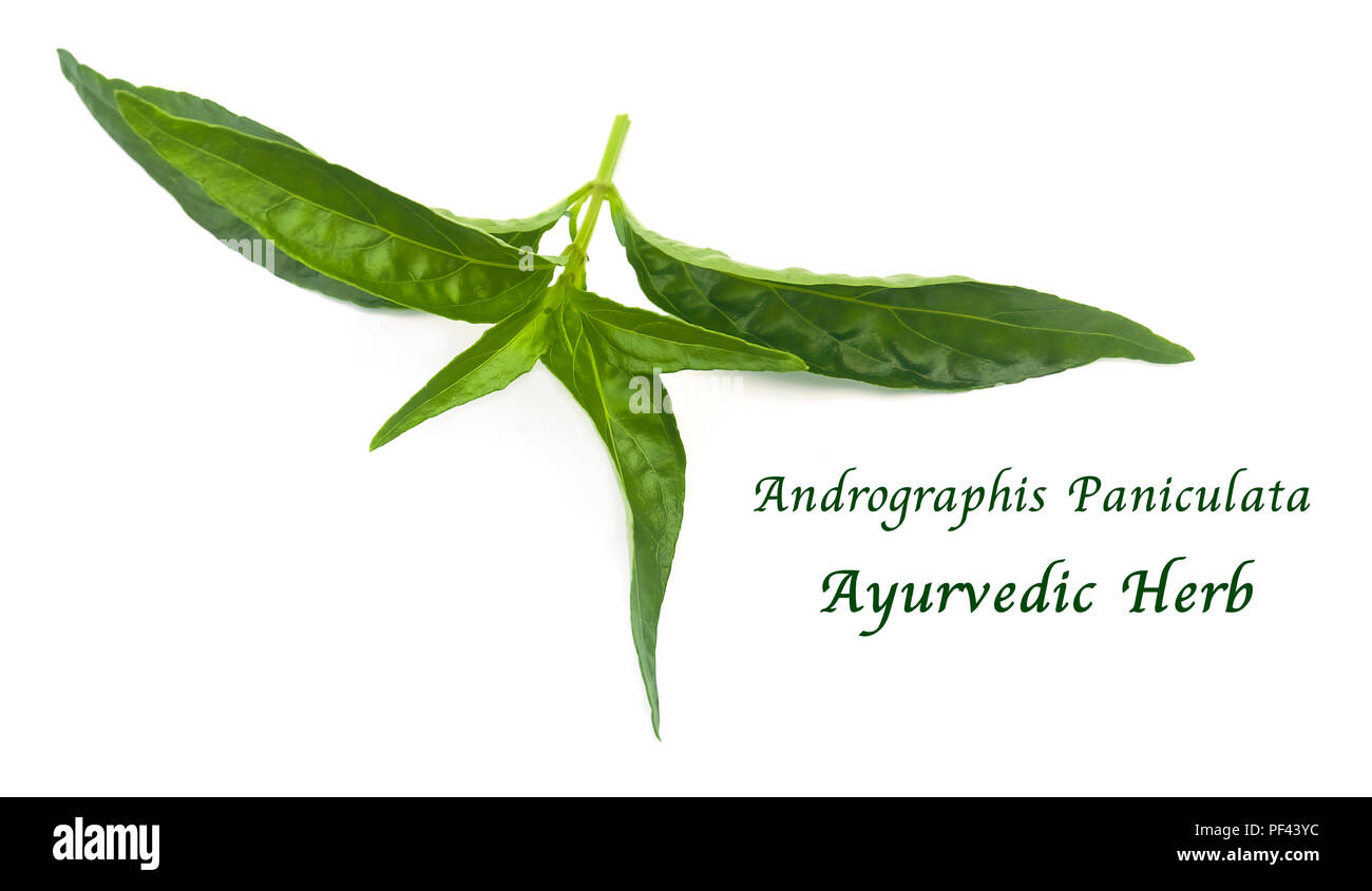 Vegetable and Herb, Kariyat or Andrographis Paniculata Plants Isolated ...
