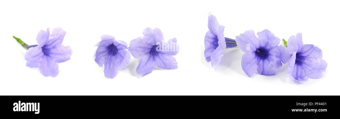 Fresh Purple Ruellia Tuberosa, Minnieroot, Fever Root, Snapdragon Root ...