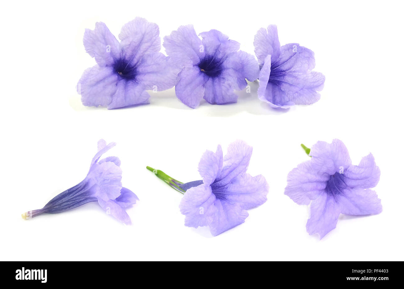 Fresh Purple Ruellia Tuberosa, Minnieroot, Fever Root, Snapdragon Root ...
