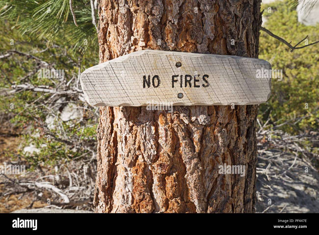 wooden no fires sign on a tree in the national forest of California ...