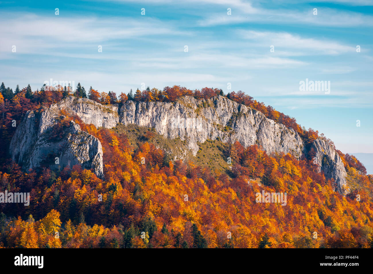 Forest Cliff Background