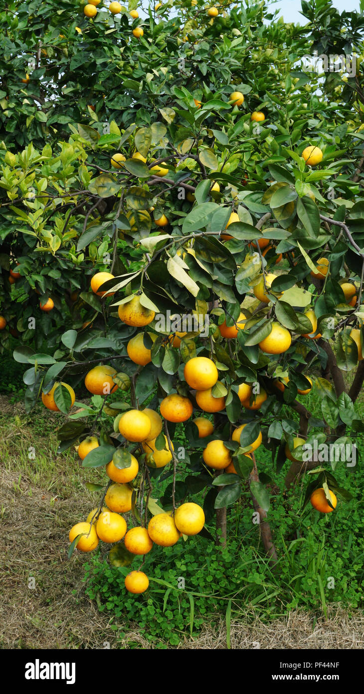 Orange tree with ripe fruits in sunlight Stock Photo - Alamy