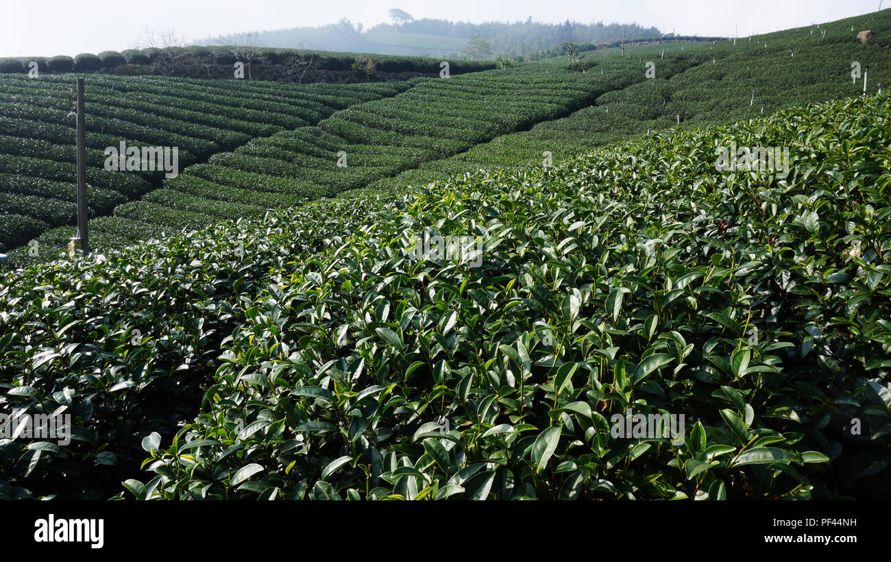 Beautiful fresh green tea plantation in Taiwan Stock Photo - Alamy