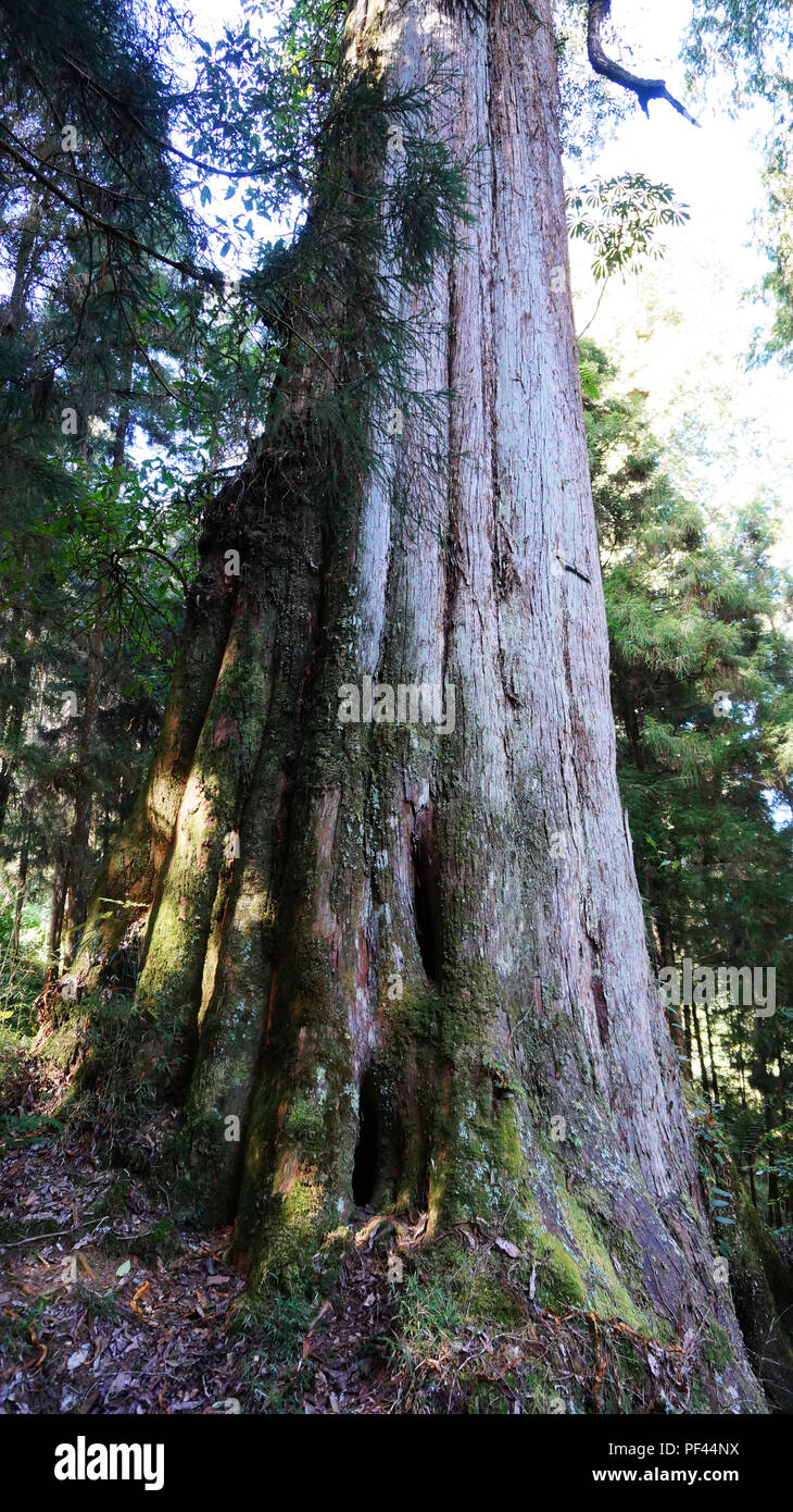 Giant tree in Alisan, Taiwan Stock Photo - Alamy