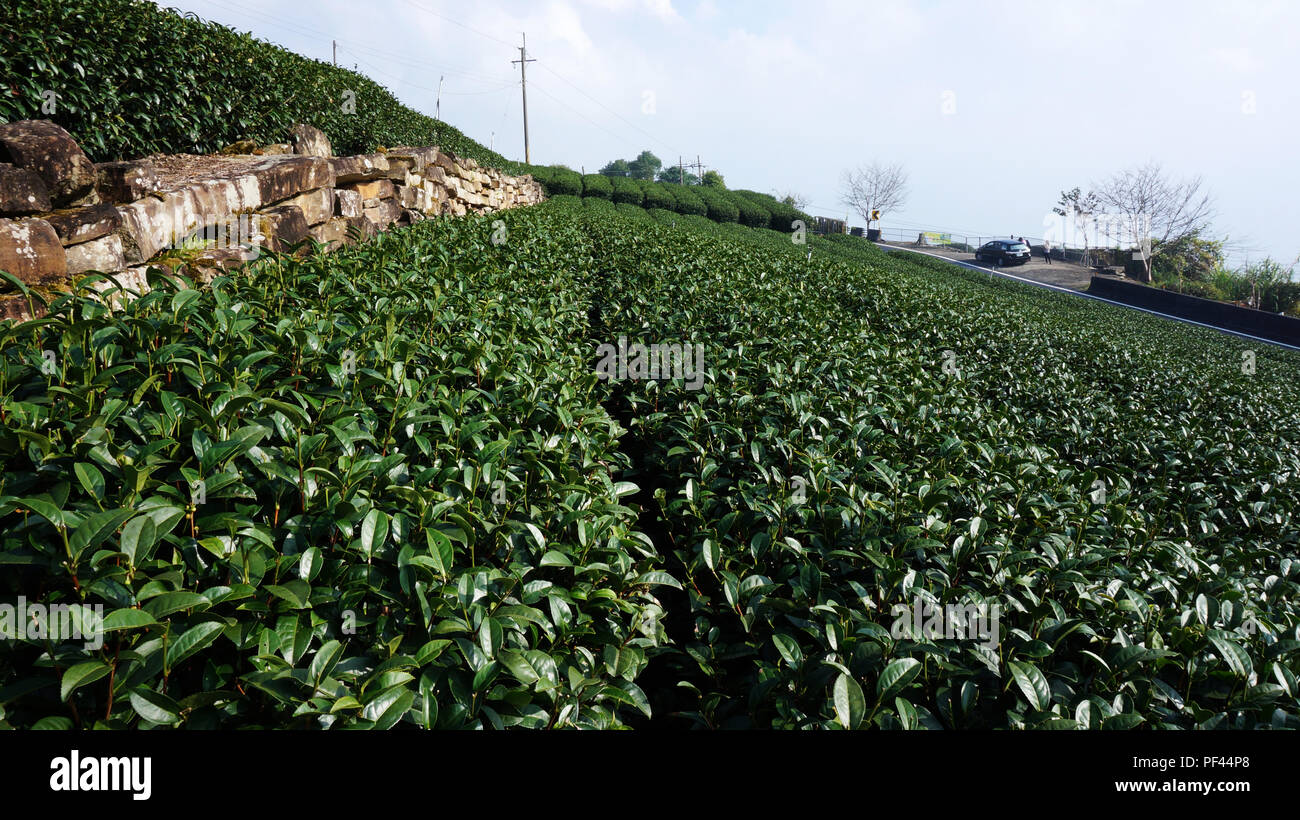 Beautiful fresh green tea plantation in Taiwan Stock Photo - Alamy