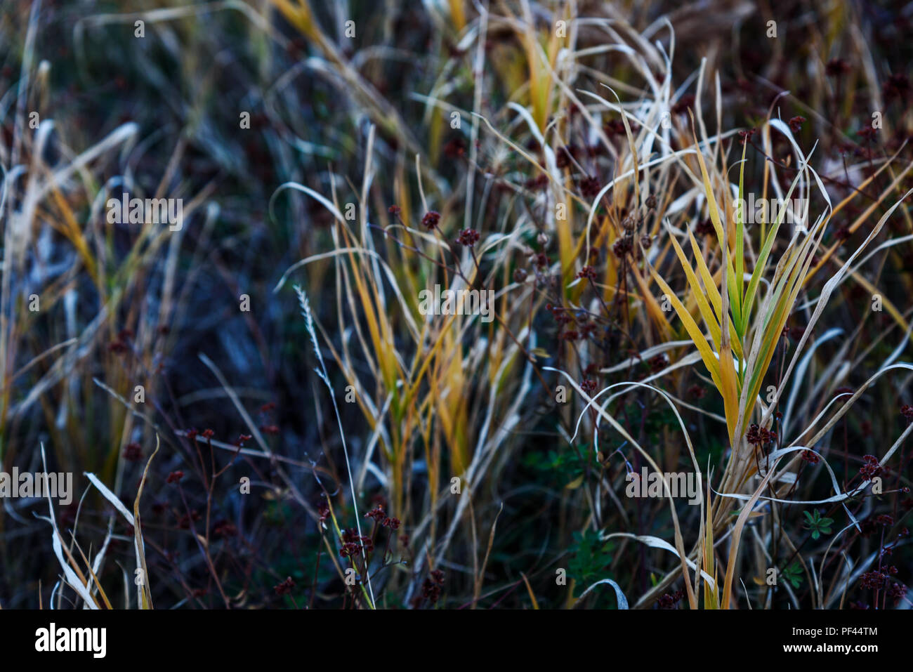 Spring frost on dry hi-res stock photography and images - Alamy
