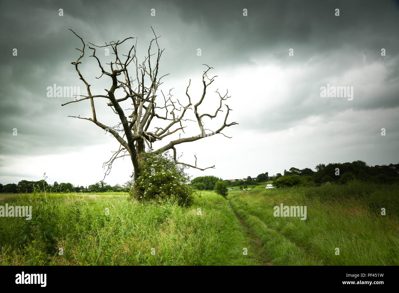 One Spooky looking tree Stock Photo - Alamy