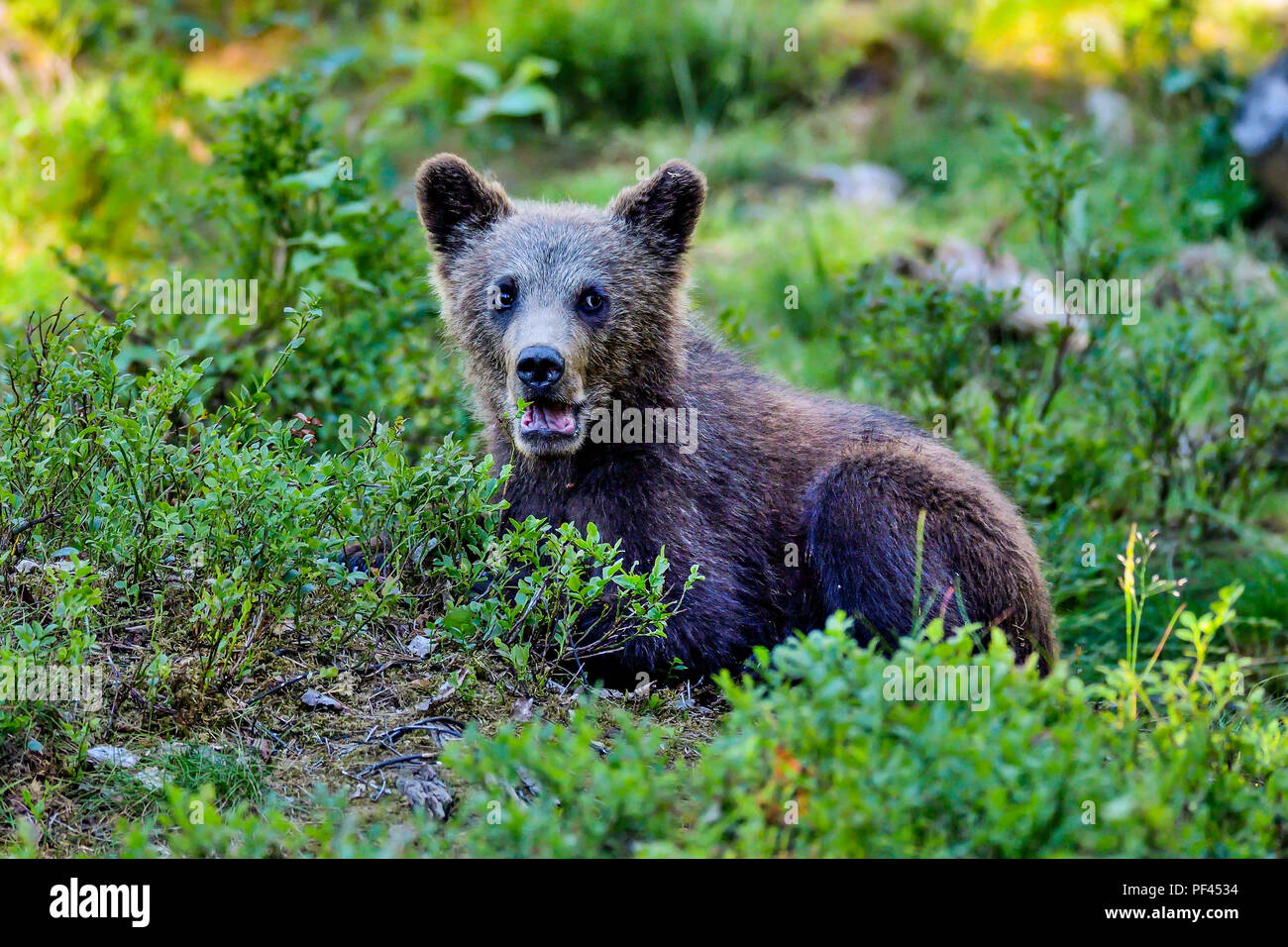 Brown bear cub is getting some rest Stock Photo - Alamy