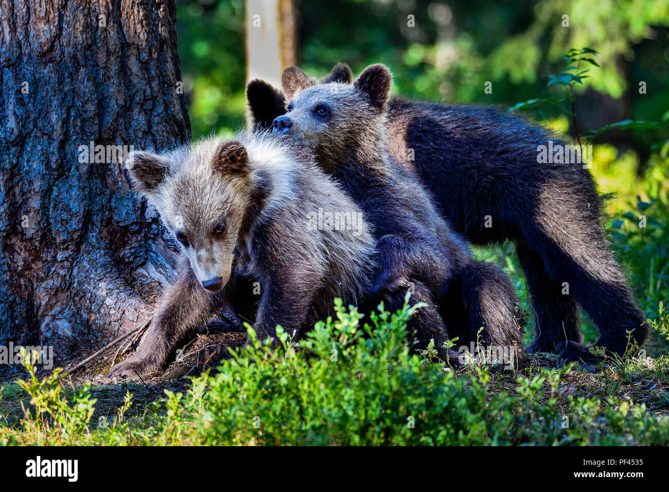 Brown bear cubs are playing in the forest Stock Photo - Alamy