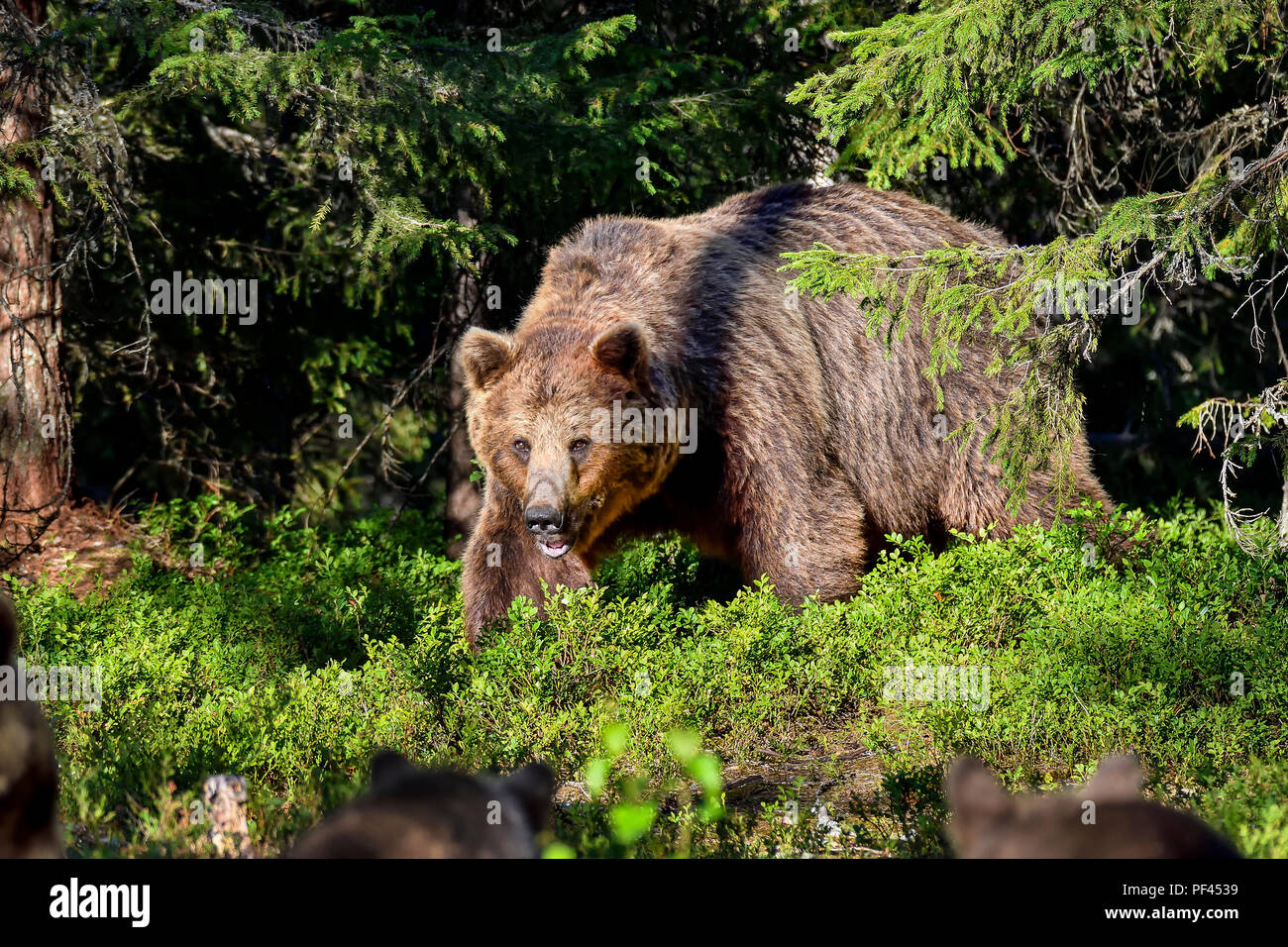 Scary bear hi-res stock photography and images - Alamy