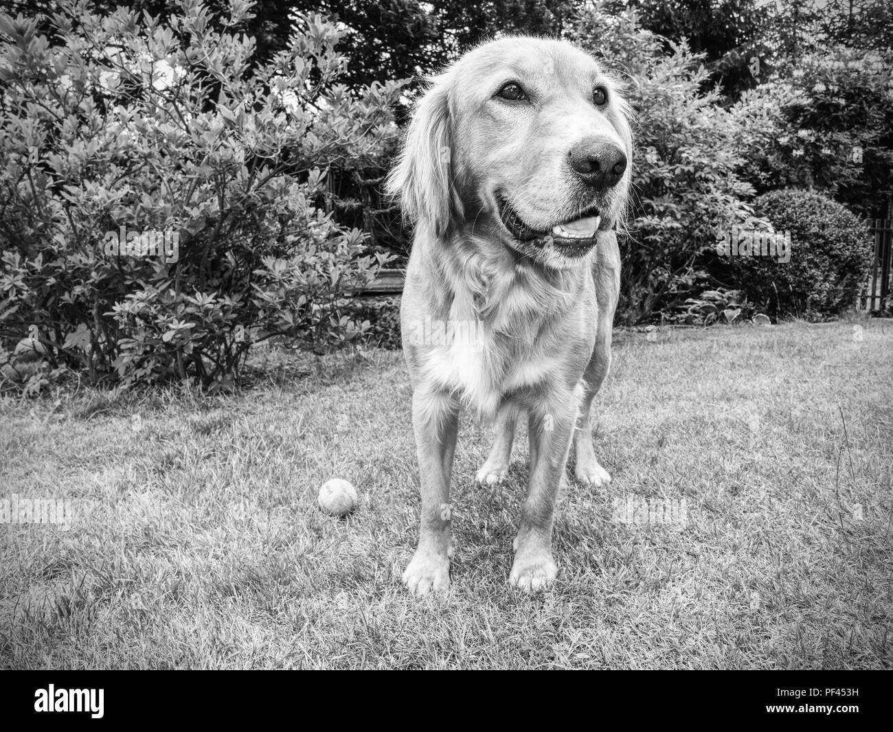 Are Golden Retrievers Smart