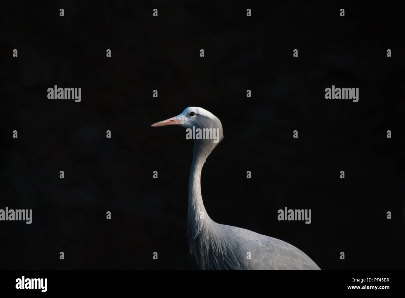 The Blue crane, also known a the Stanley or Paradise crane, is the ...
