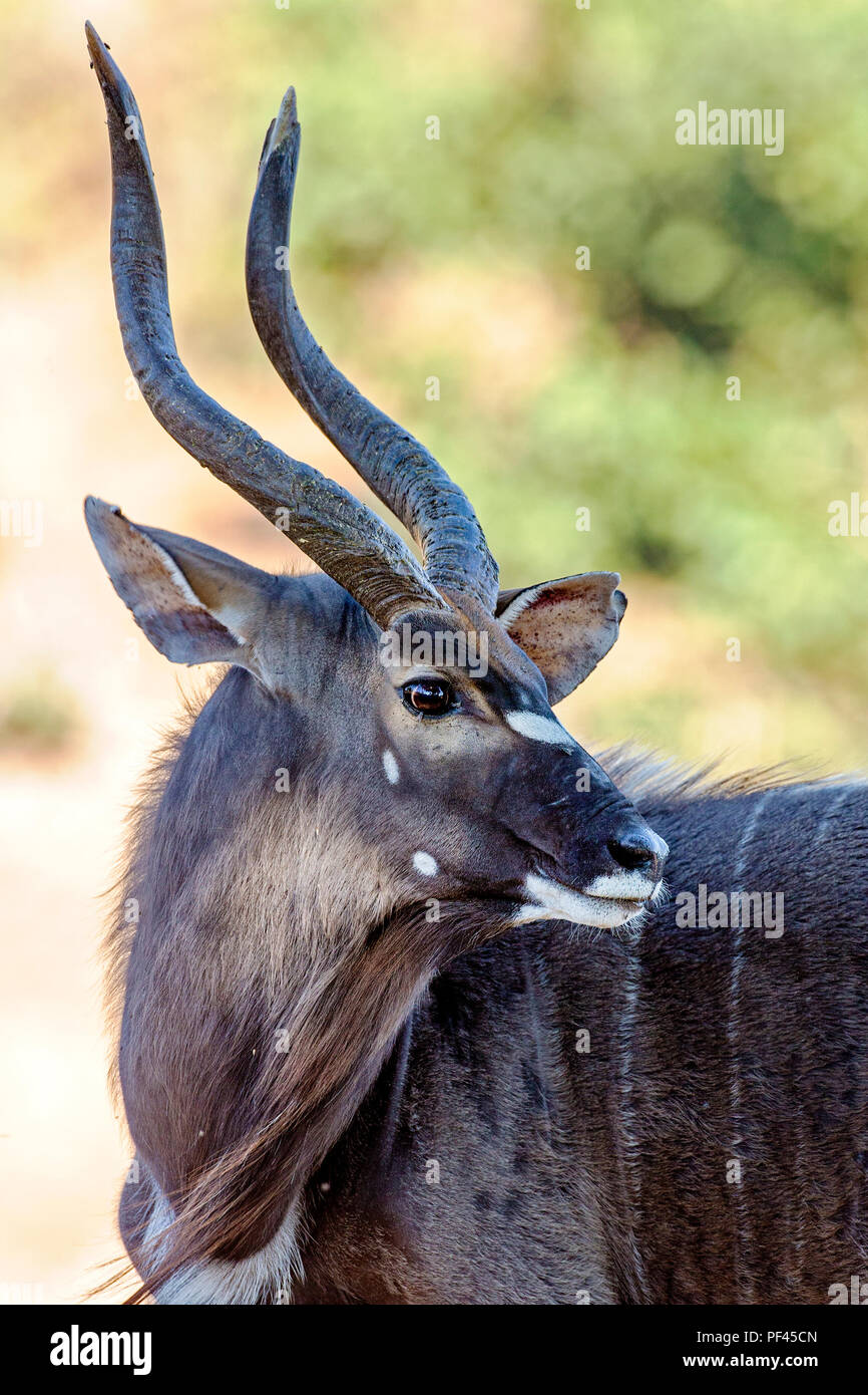 Nyala bull hi-res stock photography and images - Alamy