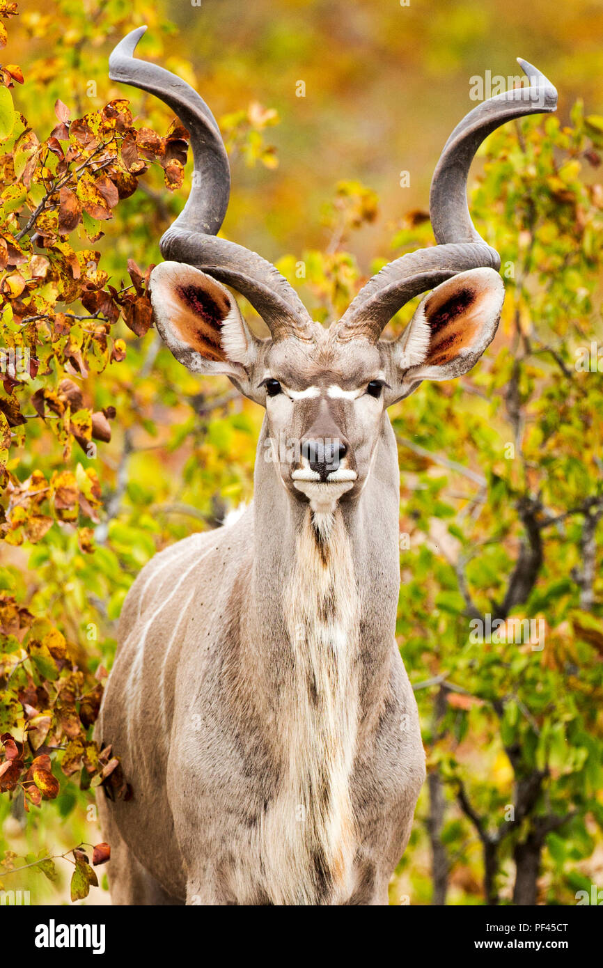 Greater Kudu Bull