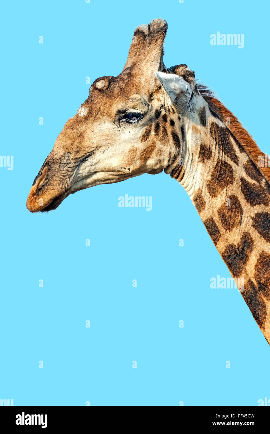 South African Giraffe Portrait Stock Photo - Alamy