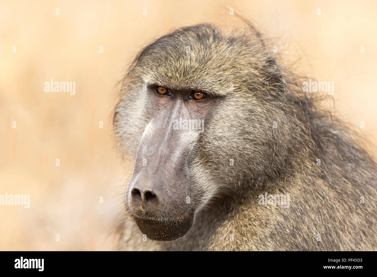 Troop of chacma baboons hi-res stock photography and images - Alamy