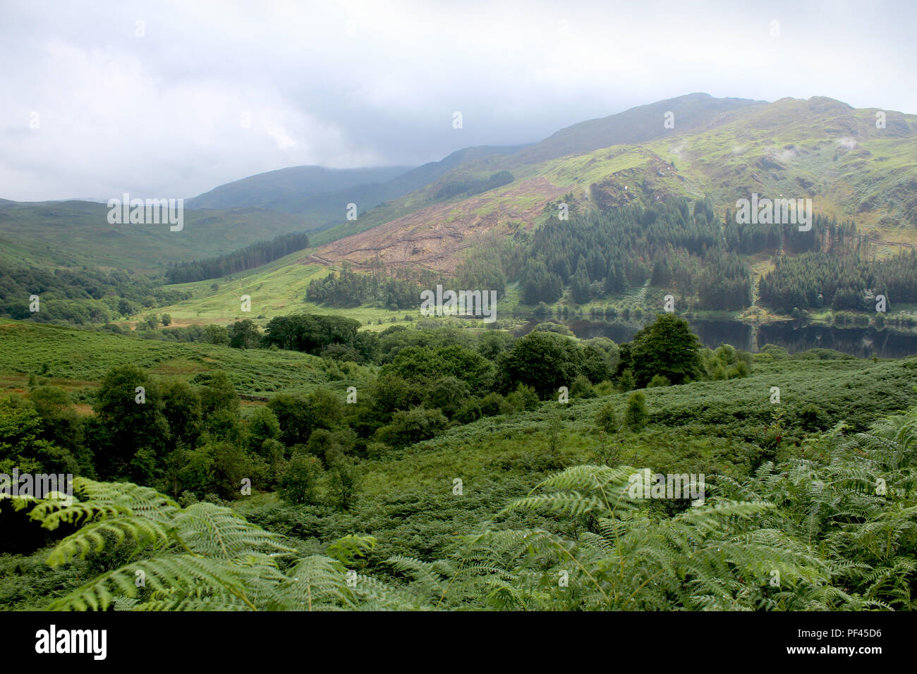 Lush vegetation and the view across Glen Trool towards Loch Trool in ...