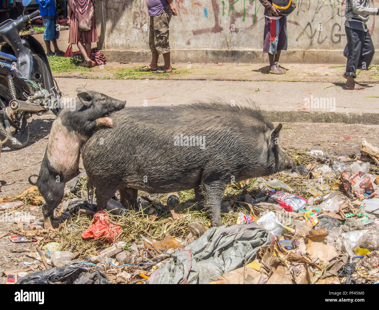 Herd wild boars in jungle hi-res stock photography and images - Alamy