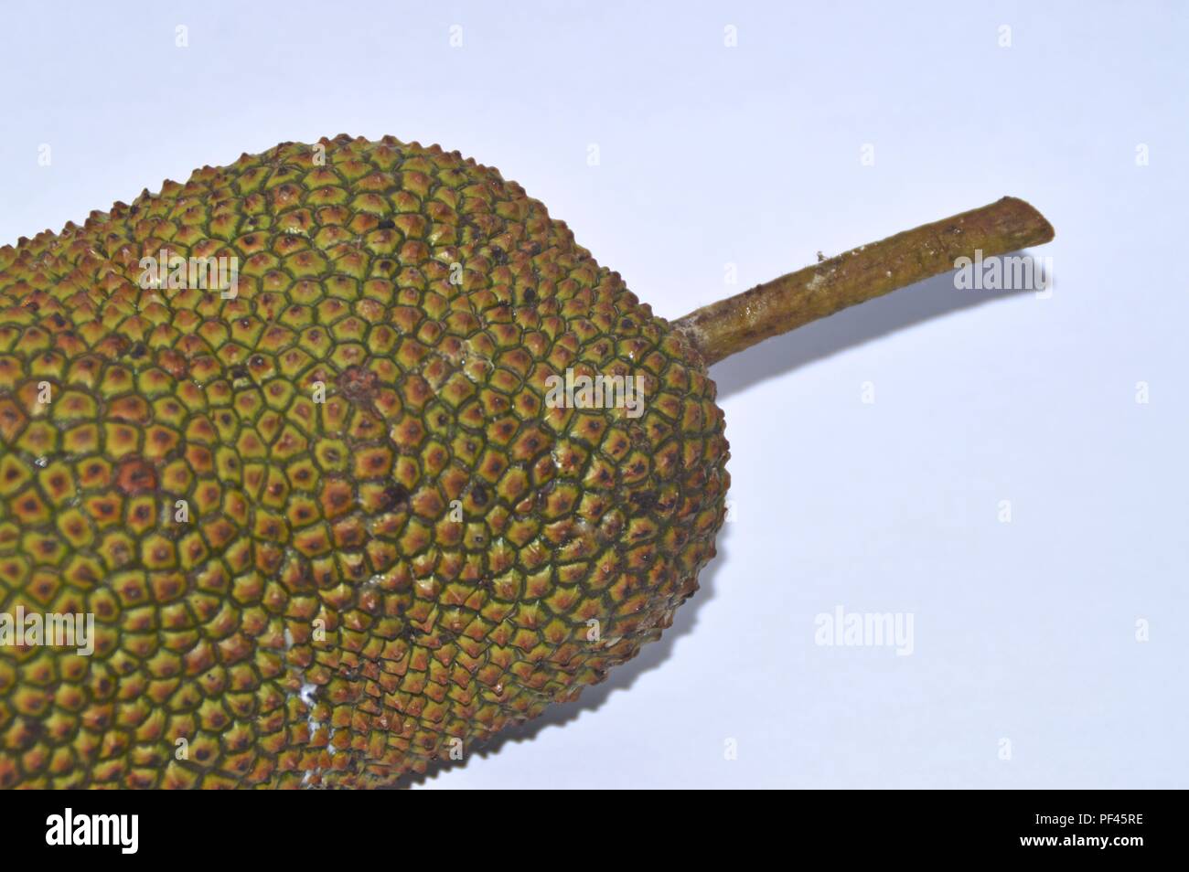 Cempedak fruit hi-res stock photography and images - Alamy