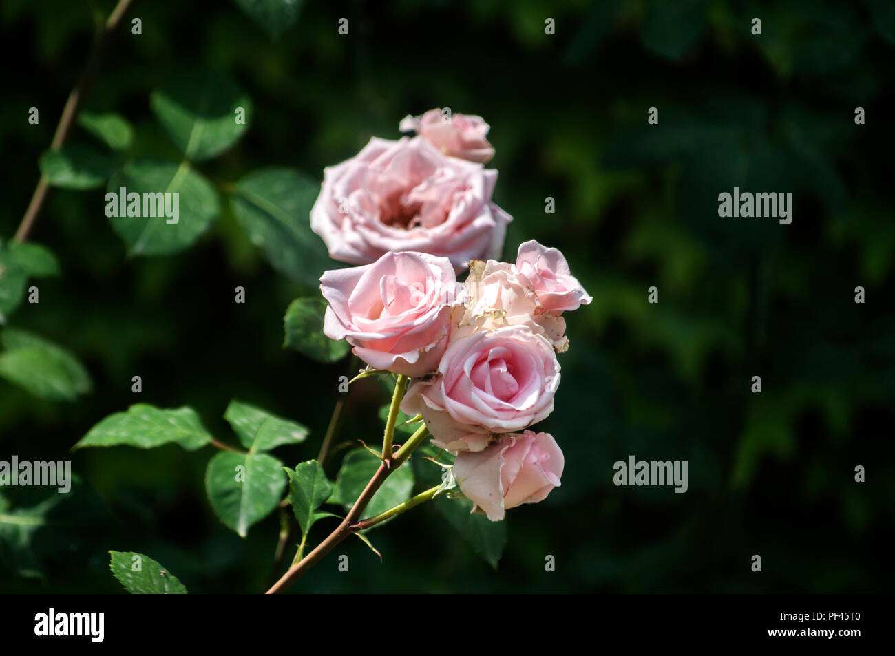 Flowering color of pale pink rose bush closeup as floral background ...