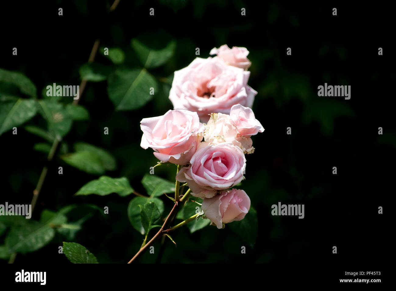 Flowering color of pale pink rose bush closeup as floral background ...