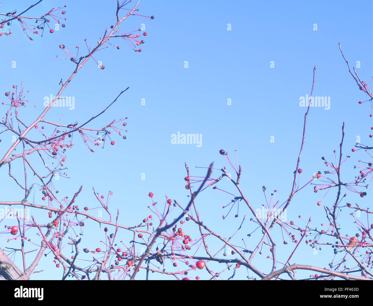 Red berries on the fluttering branches of trees against the blue sky ...