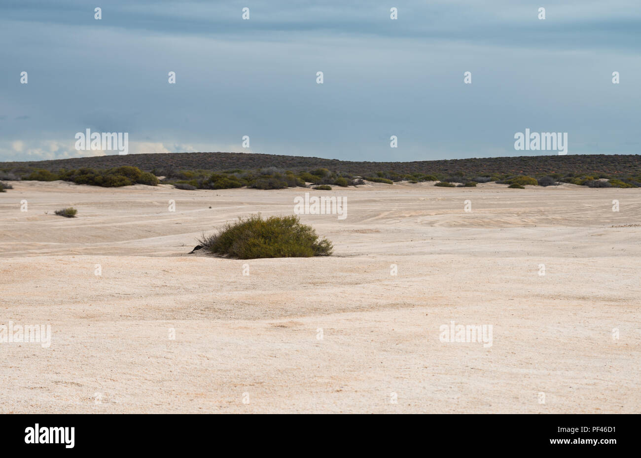 A lone bush with dark clouds at Shell Beach, Francois Peron National ...