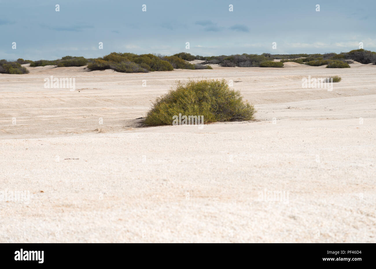 A lone bush with dark clouds at Shell Beach, Francois Peron National ...