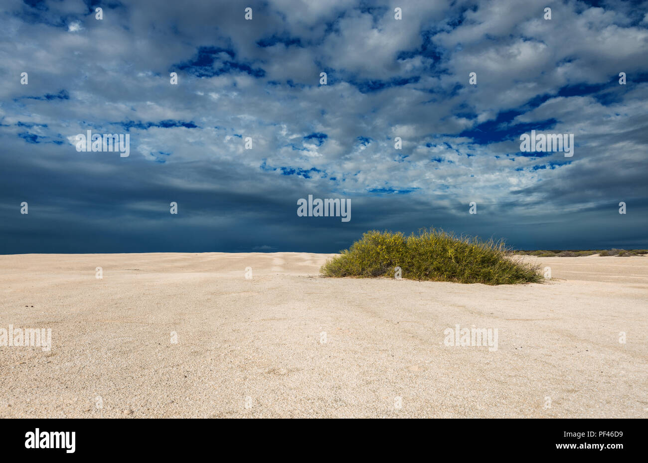 A lone bush with dark clouds at Shell Beach, Francois Peron National ...