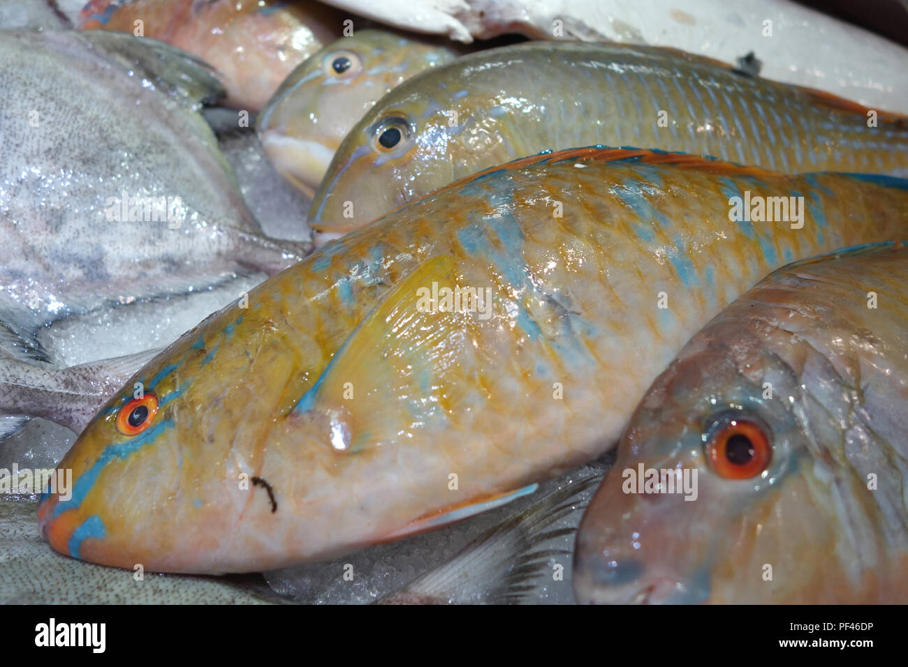 Tuskfish hi-res stock photography and images - Alamy
