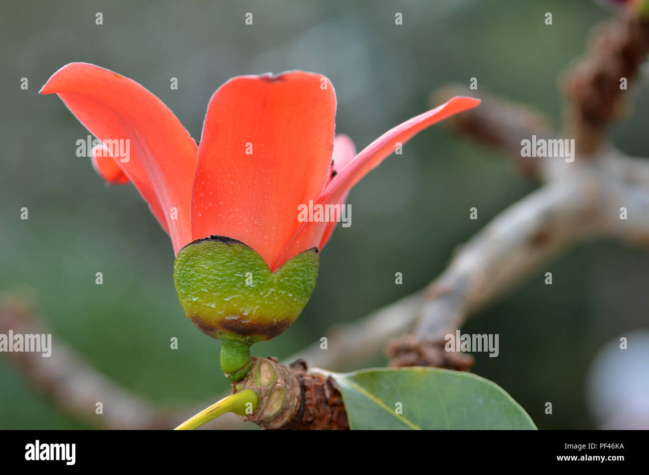 Red silk cotton tree hi-res stock photography and images - Alamy